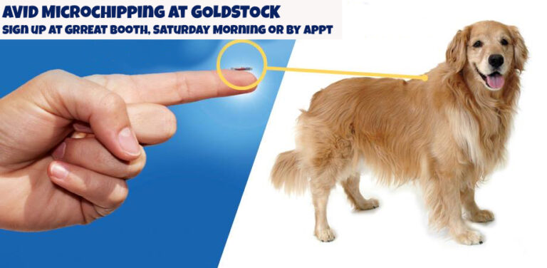 Avid Microchipping - Goldstock Camp